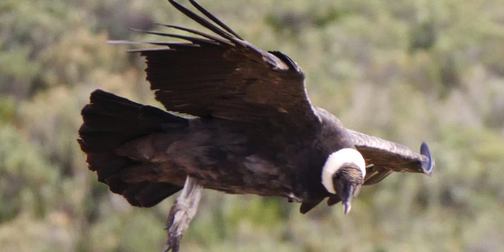 Happy travellers Barry Haydon condor | Contours Travel | Experts in ...