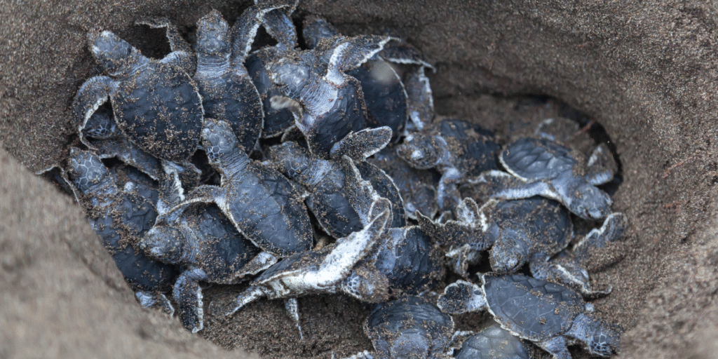 Witness the Miracle of Sea Turtle Hatchlings in Tortuguero | Contours ...